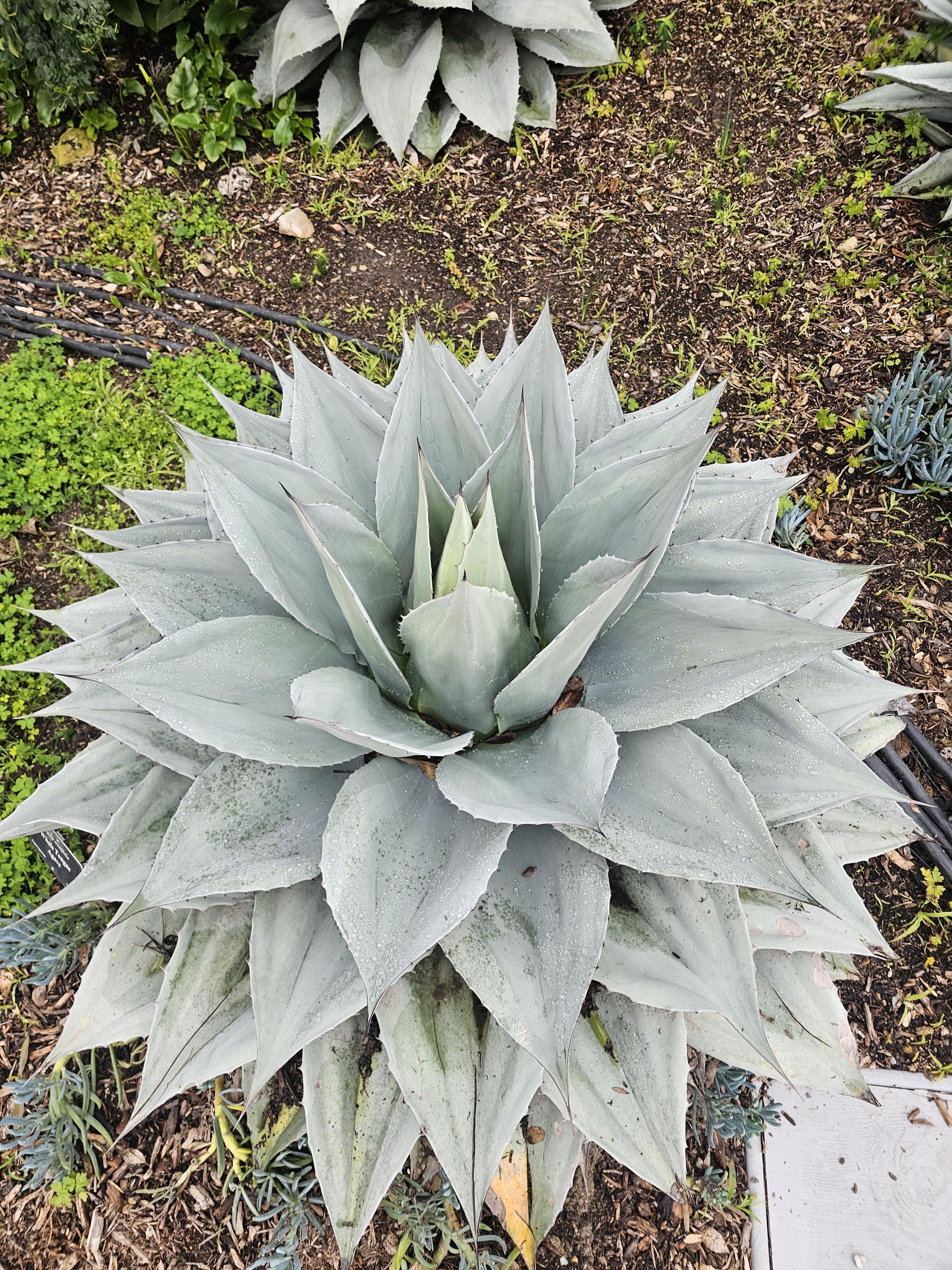 125 Agave Ovatifolia Seeds (whales Tongue Agave) [cold Hardy 10F] - Etsy