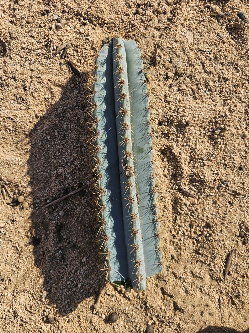 Blue Columnar Cactus, Pilosocereus Azureus, 12" Cutting - Etsy