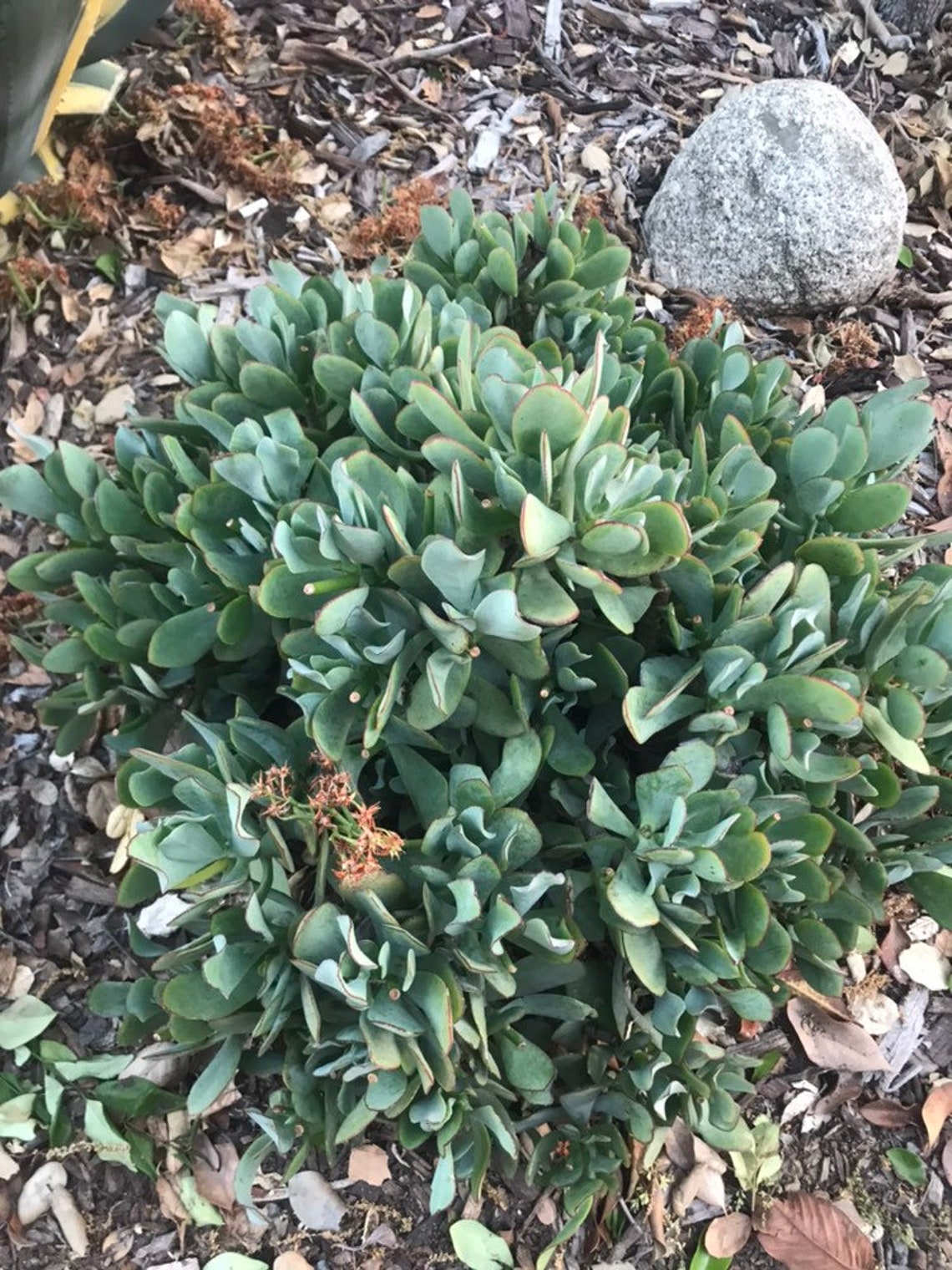 Crassula Ovata 'blue Bird' jade Plant Succulent Cuttings large 12x12x6 ...