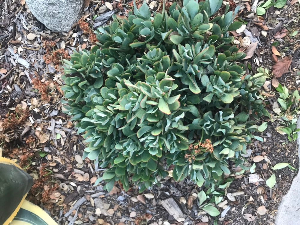 Crassula Ovata 'blue Bird' jade Plant Succulent Cuttings large 12x12x6 ...