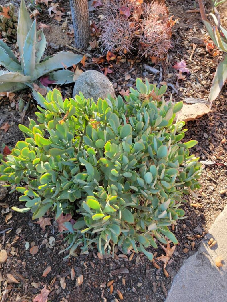 Crassula Ovata 'blue Bird' jade Plant Succulent Cuttings large 12x12x6 ...