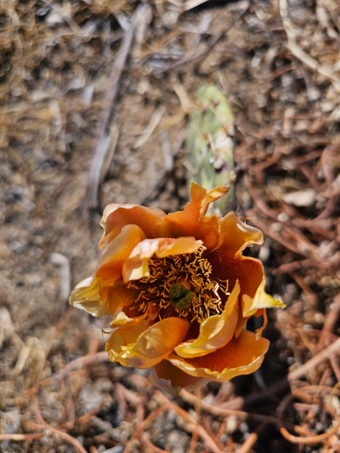 Opuntia Littoralis, California Prickly Pear, Coastal Prickly Pear ...