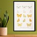 Vintage Butterfly Print in Frame, Natural History Scientific Biology ...