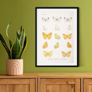 Vintage Butterfly Print in Frame, Natural History Scientific Biology ...