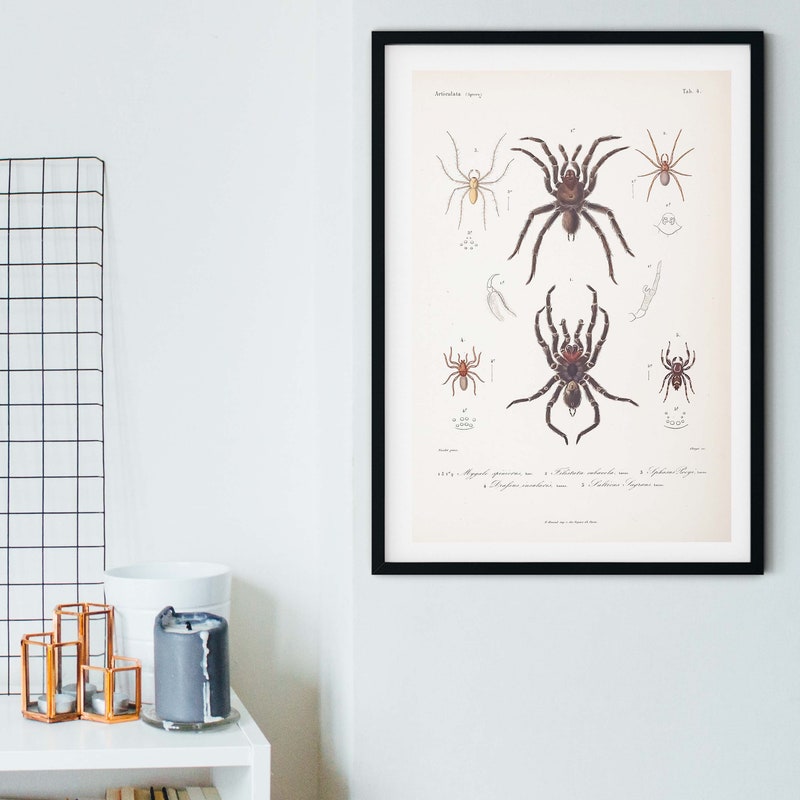 Scientific Spider Poster - Etsy