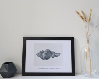 Seashell print | Etsy