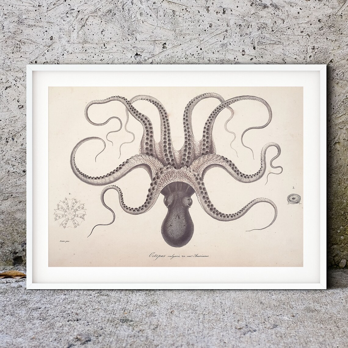 Digital Download Octopus Print Vintage Octopus Printable - Etsy