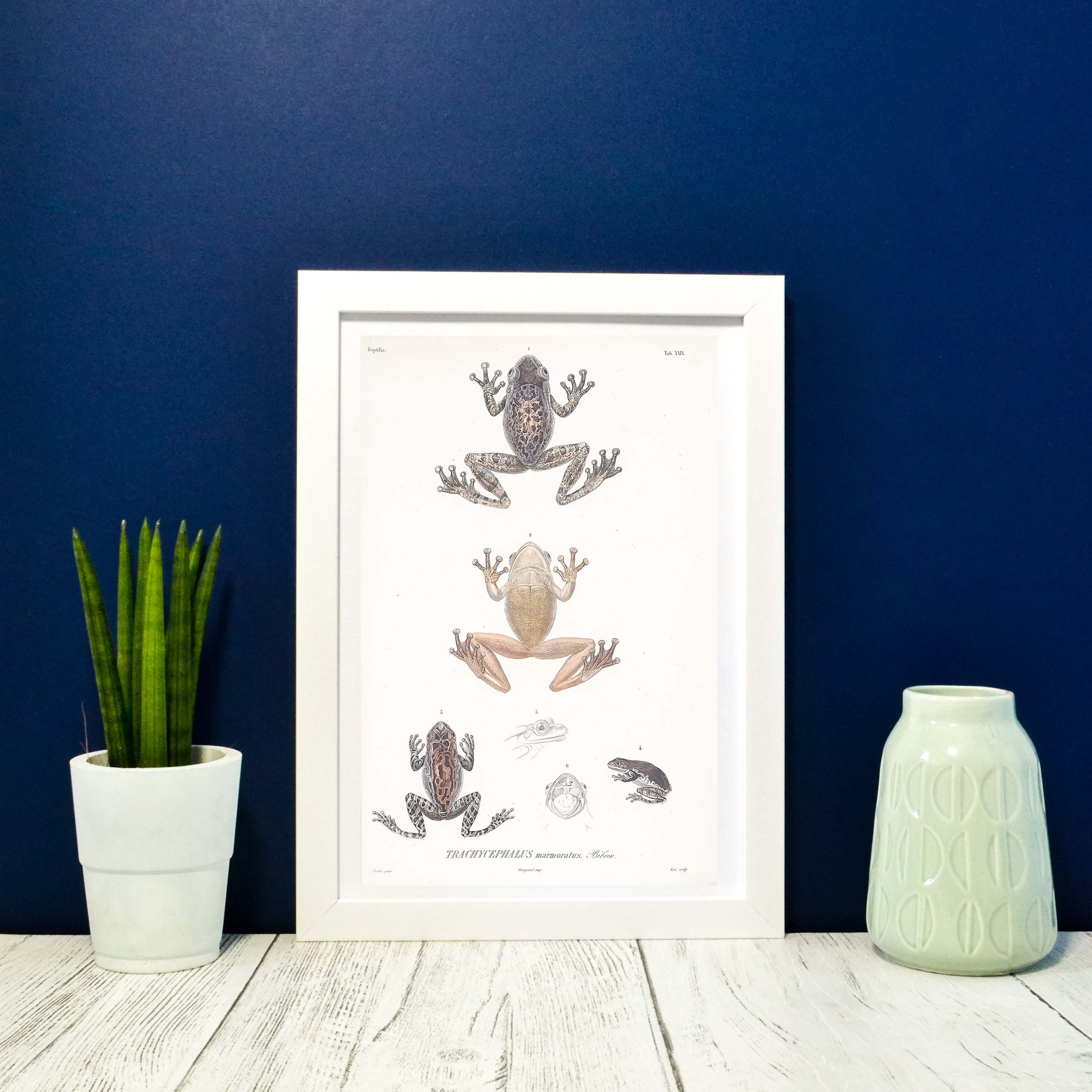 Antique Tree Frog Print Framed Naturalist Scientific Biology | Etsy