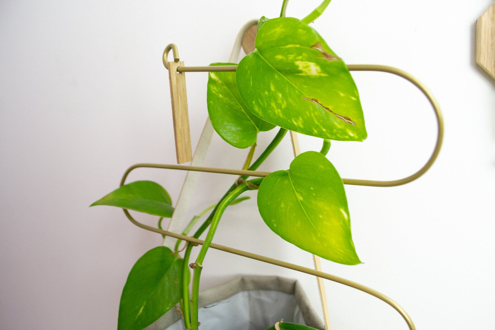 Curved Plant Support Indoor Plant Stake, Indoor Metal Trellis for Stem ...