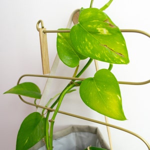 Curved Plant Support Indoor Plant Stake, Indoor Metal Trellis for Stem ...