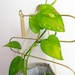 Curved Plant Support Indoor Plant Stake, Indoor Metal Trellis for Stem ...