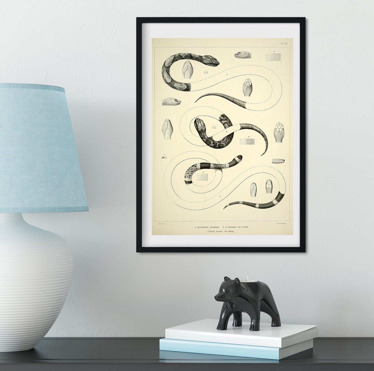 Set of 3 Framed Vintage Snake Prints, Natural History Scientific Art ...