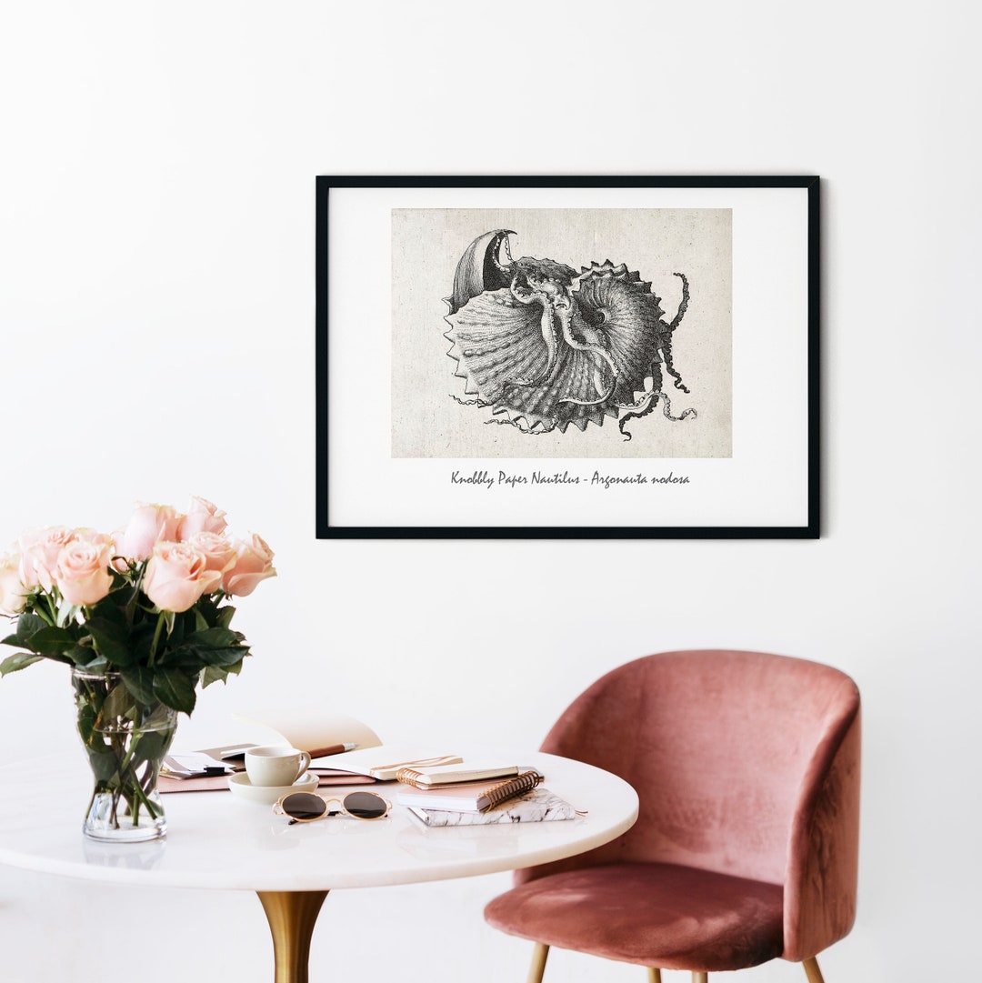 Framed Nautical Shell Art Print, Vintage Nautilus Seashell Drawing ...