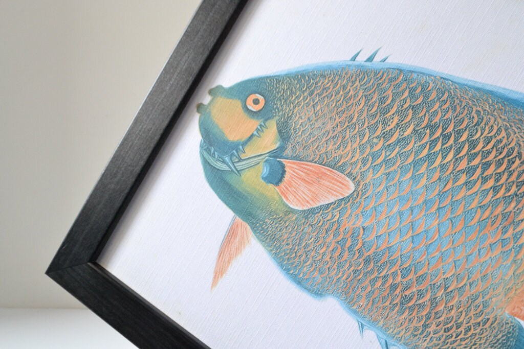 Framed Angel Fish Print Vintage Illustration Angelfish Print - Etsy
