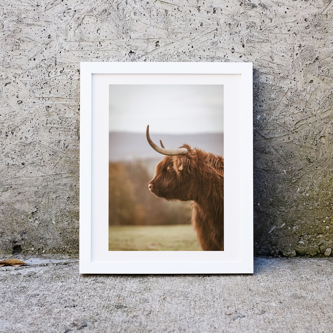 Framed Highland Cow Print Bull Photography Rustic Wall Art - Etsy