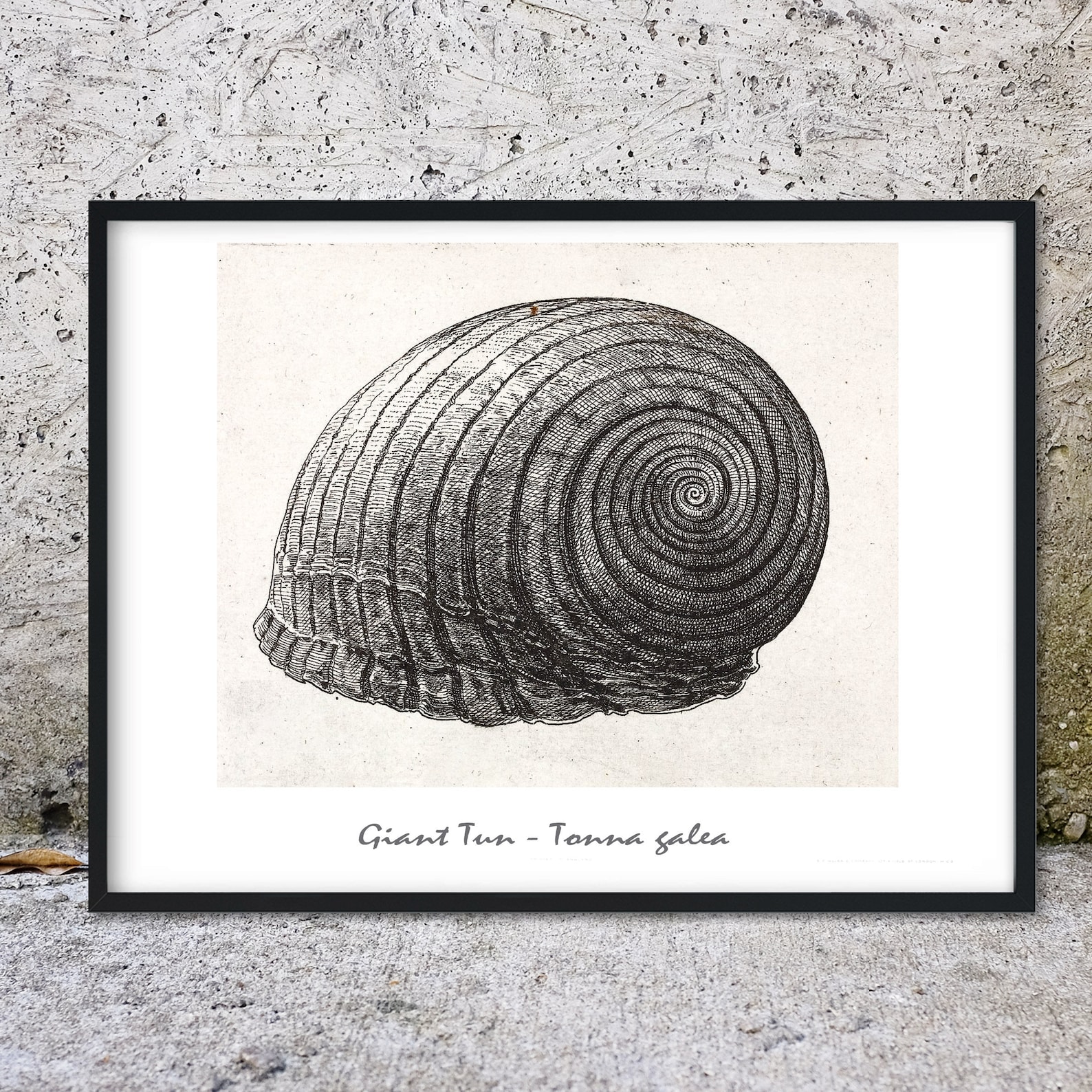 Framed Nautical Print, Vintage Seashell Poster, Minimalist Shell ...