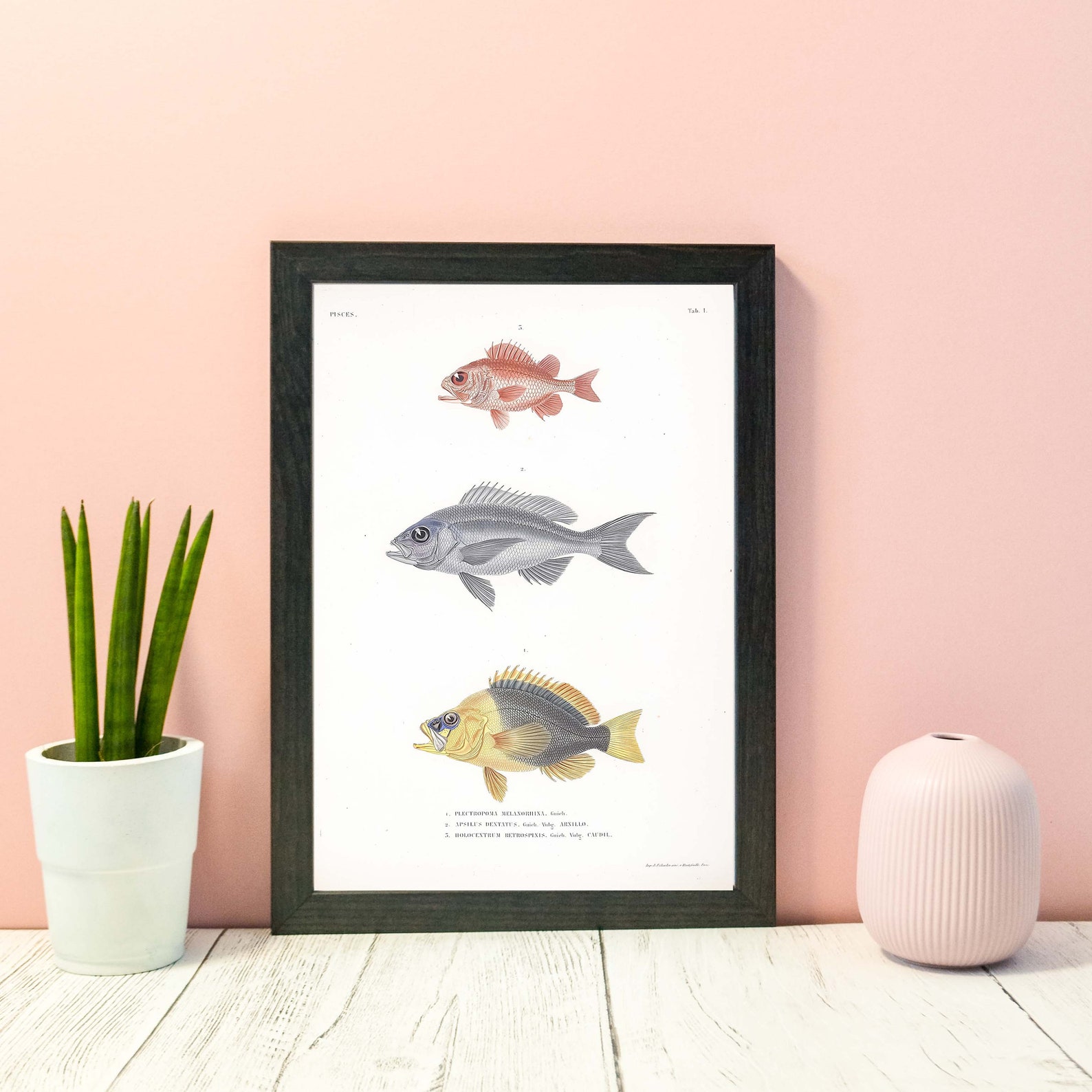 Framed Antique Fish Print Scientific Biology Fish - Etsy