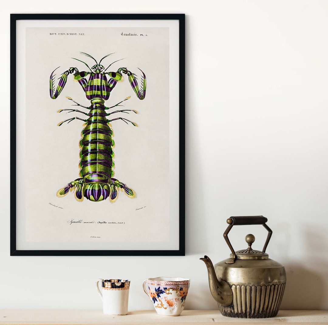 Framed Giant Mantis Shrimp Print, Vintage Scientific Chart, Kitchen Art ...