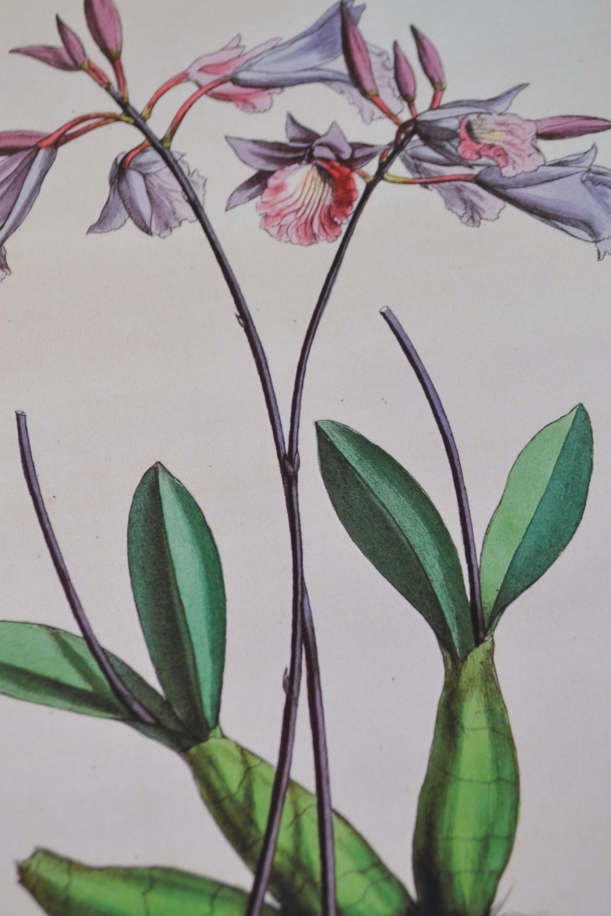 Purple Orchid wall art Botanical Print frame Framed print of | Etsy