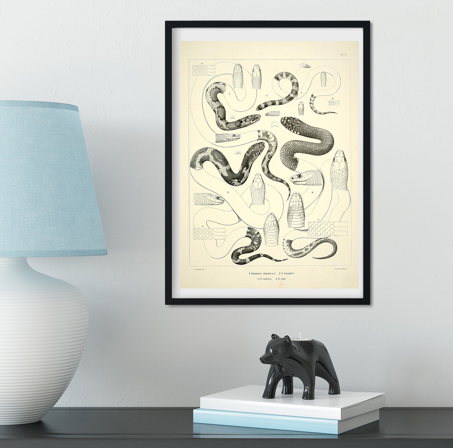 Set of 3 Framed Vintage Snake Prints, Natural History Scientific Art ...