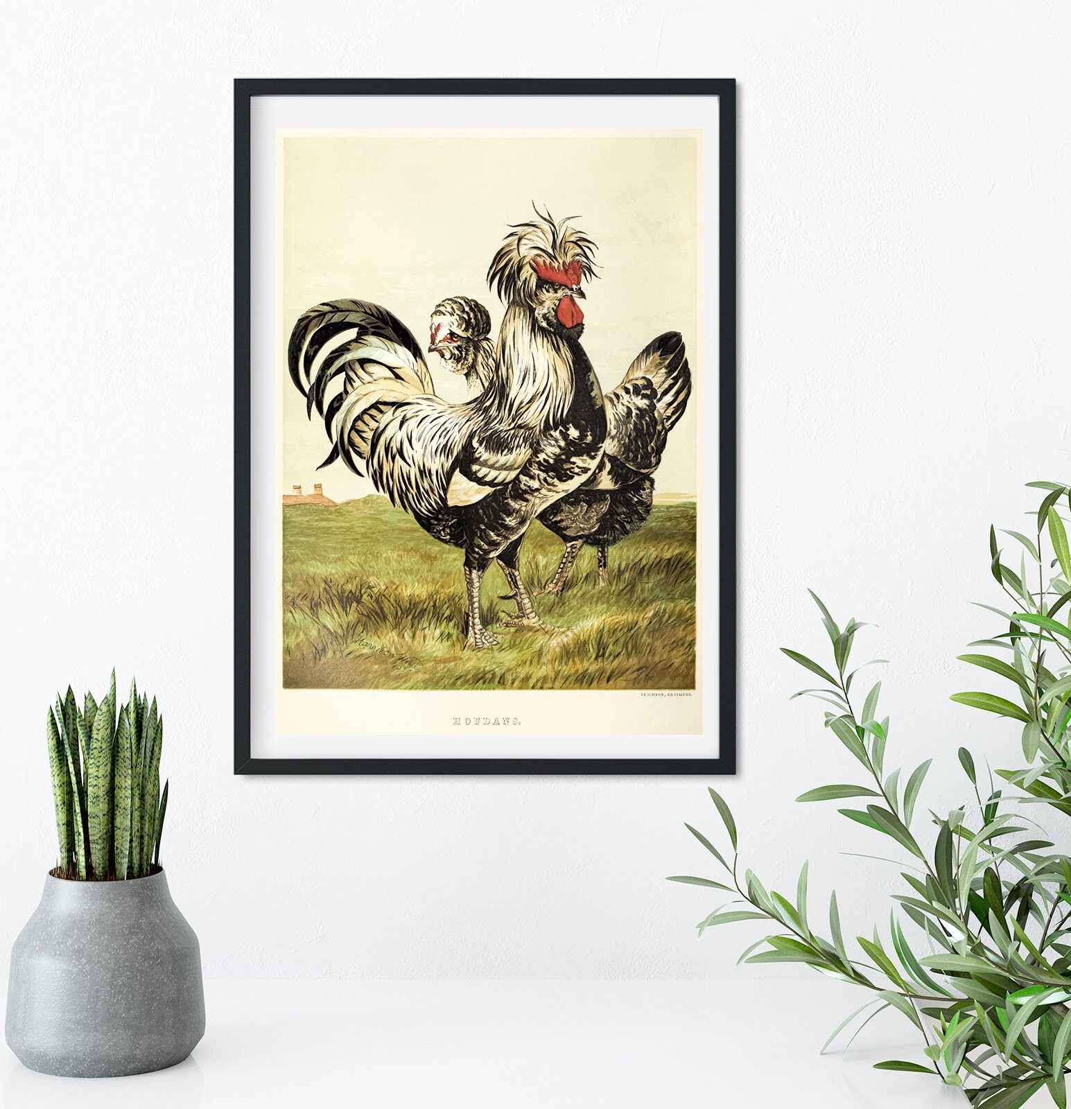 Set of 6 Framed Vintage Chicken Prints, Set of Bird Art Painting, Set ...