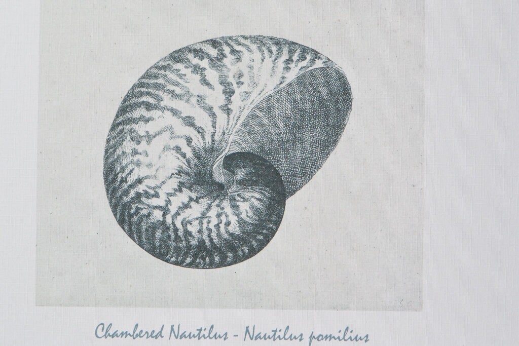 Nautilus Shell Art Print Framed Vintage Nautilus Print | Etsy
