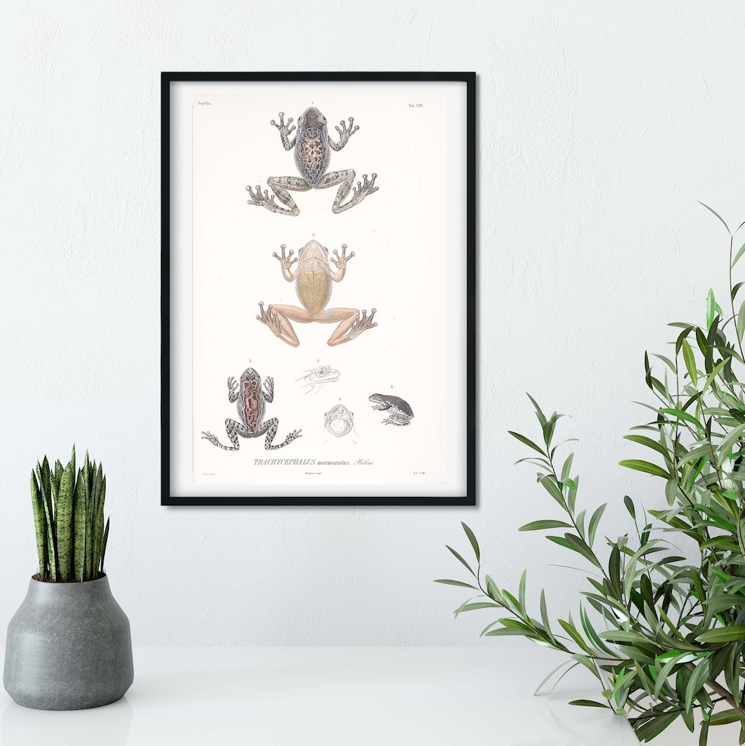 Antique Tree Frog Print- Framed Naturalist Scientific Biology Drawing ...