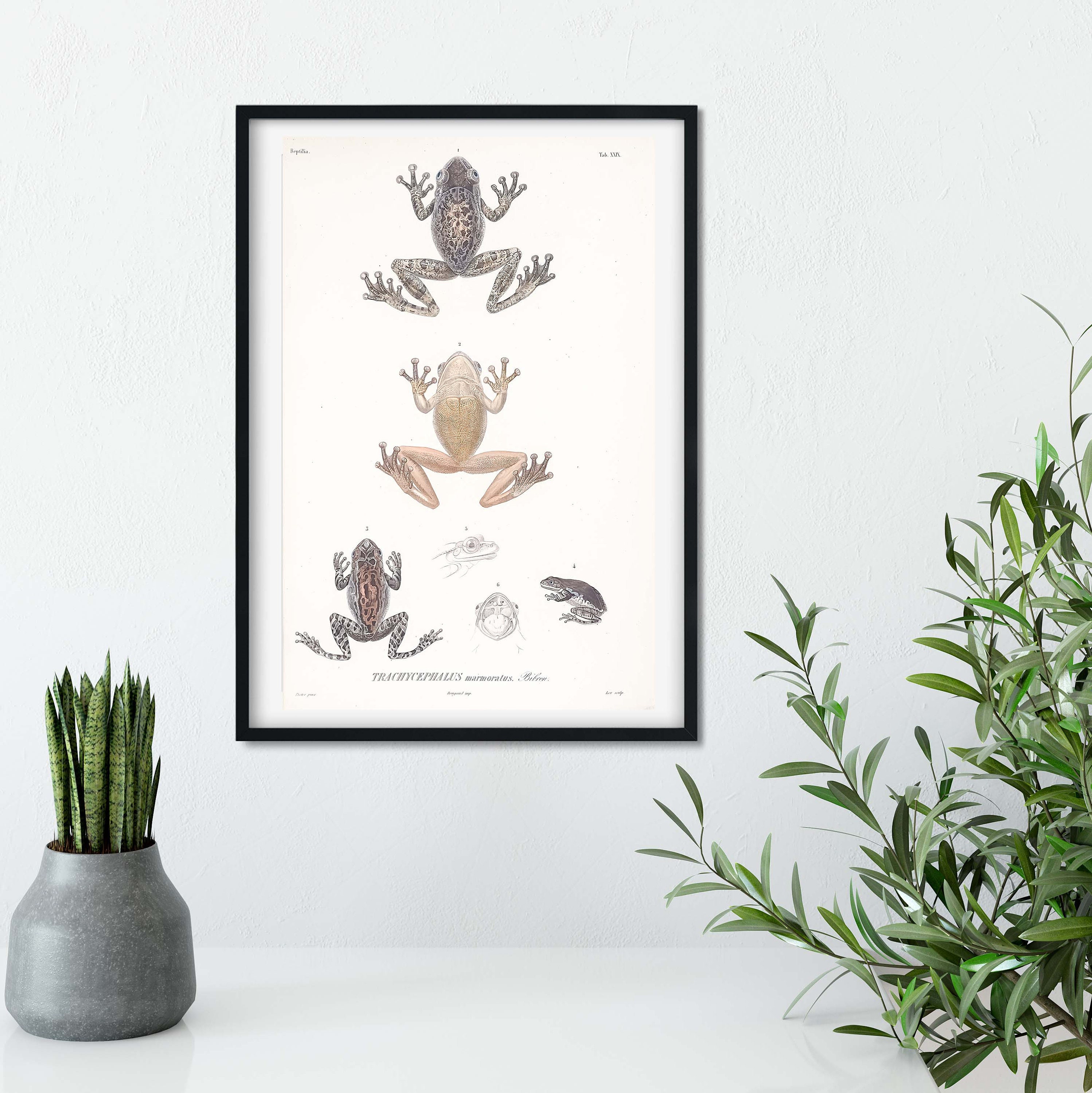 Antique Tree Frog Print Framed Naturalist Scientific Biology | Etsy