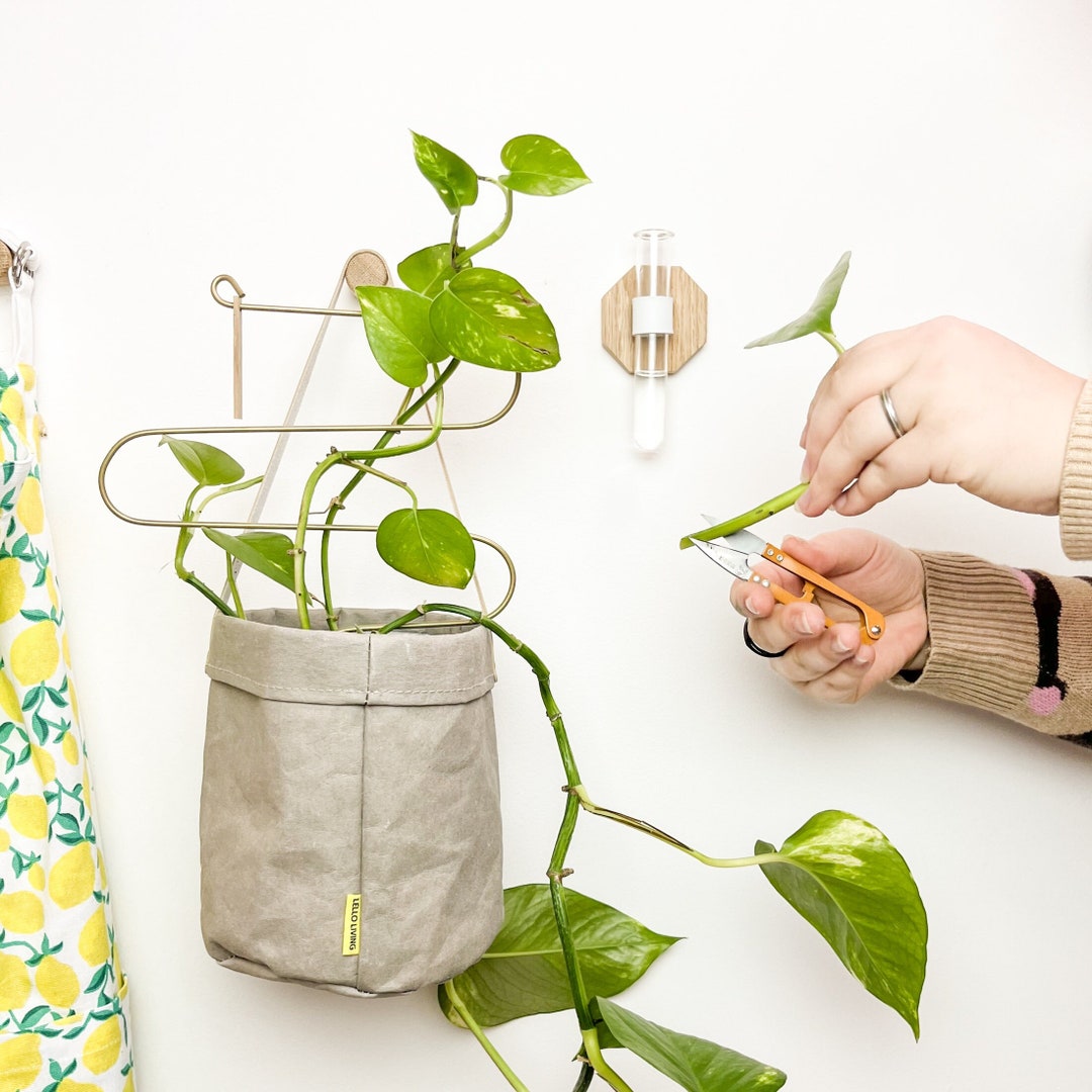 Grow Your Own House Plant Cuttings Kit, Indoor Plant Propagation ...