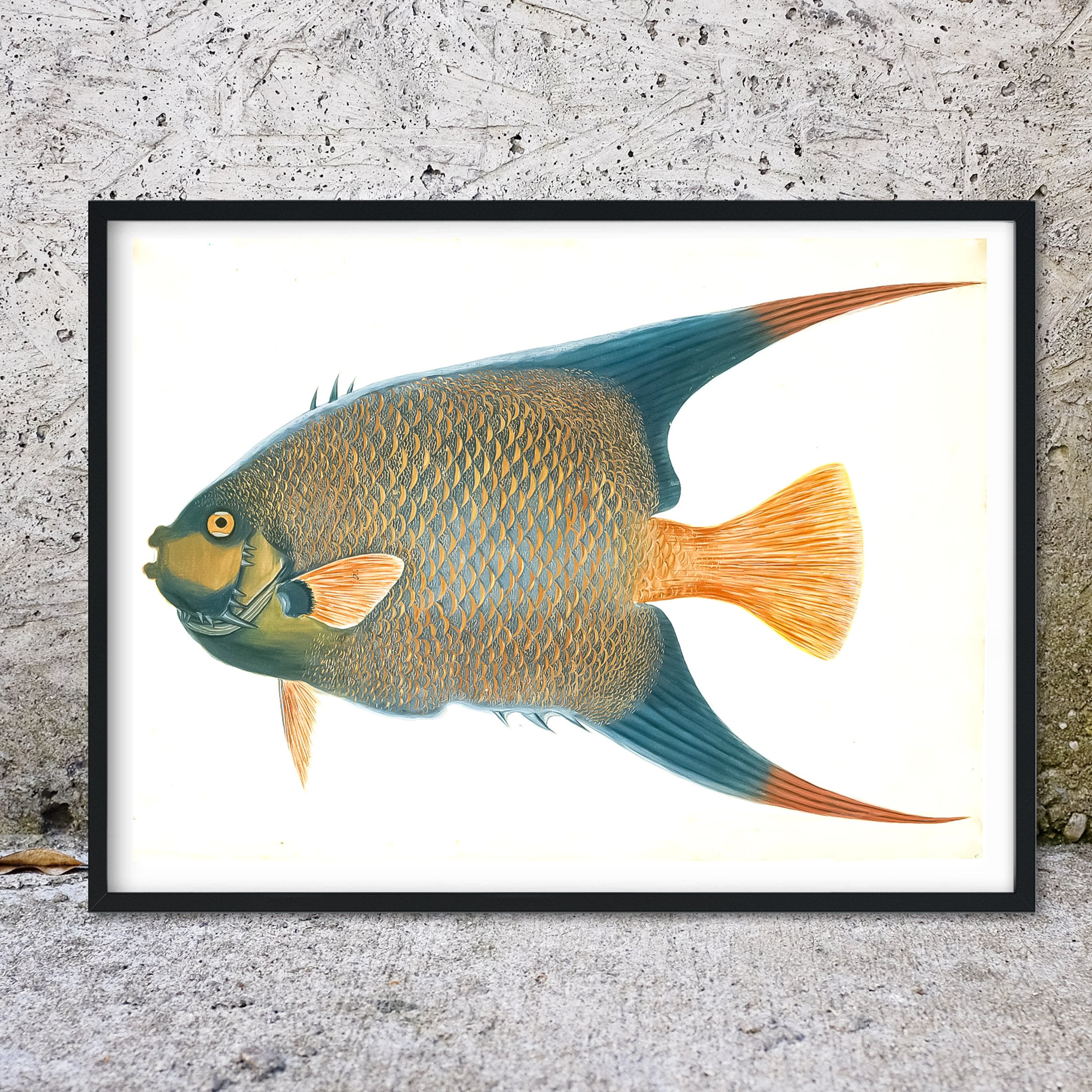 Framed Angel Fish Print Vintage Illustration Angelfish Print - Etsy