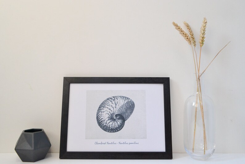 Nautilus Shell Art Print Framed Vintage Nautilus Print | Etsy