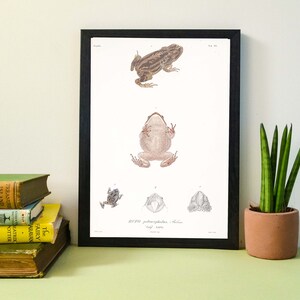Framed Antique Toad Print, Nature Illustration Print, Scientific ...