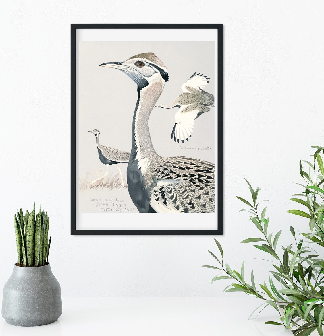 Framed Vintage Bird Prints, Natural History Bird Art Illustration Print ...