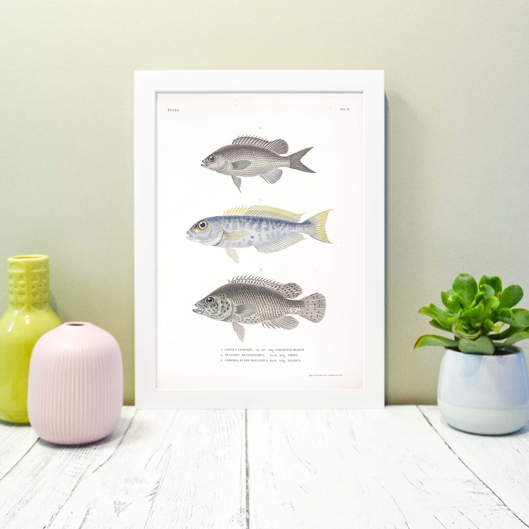 Antique Fish Print- Framed Naturalist Scientific Biology Drawing Fishes ...