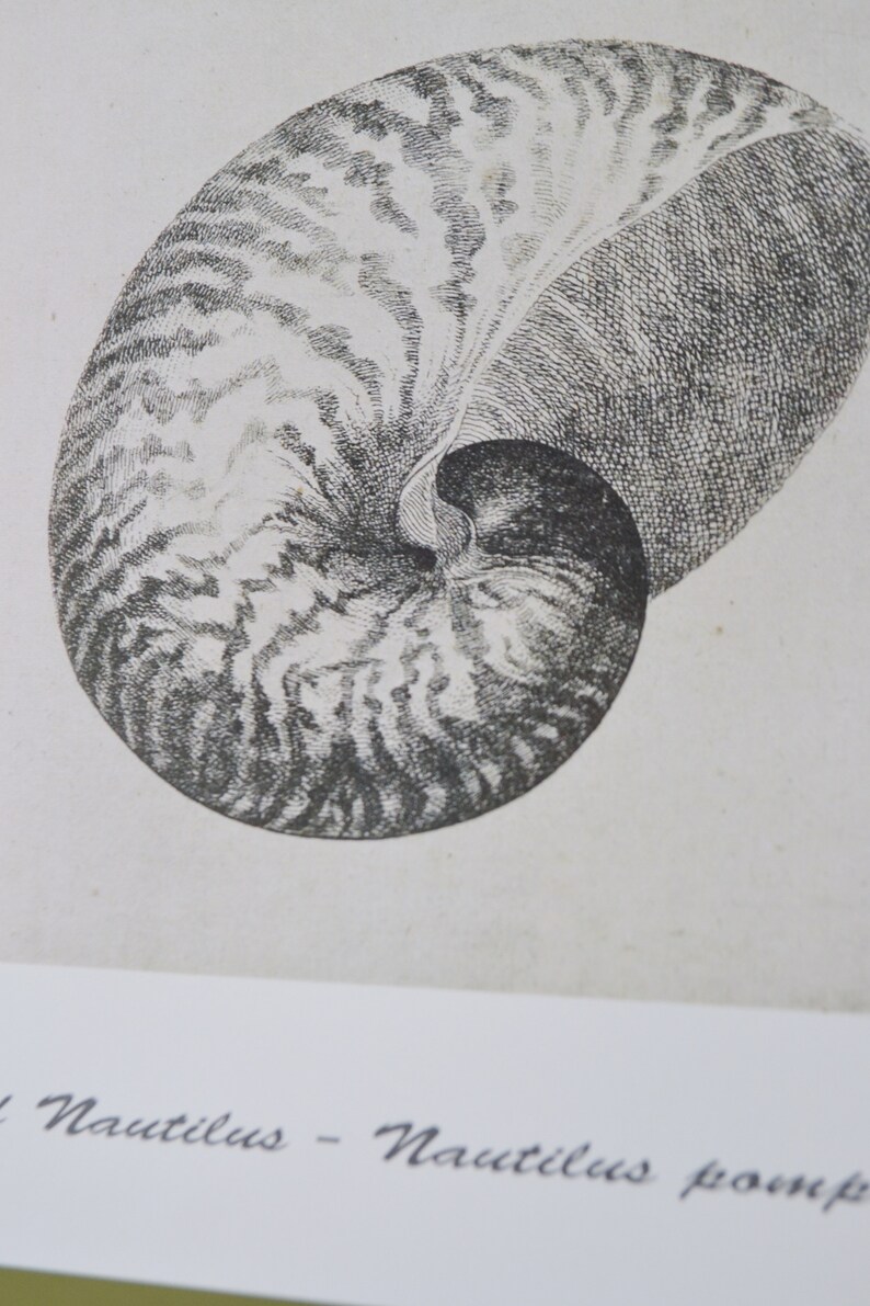 Nautilus Shell Art Print Framed Vintage Nautilus Print | Etsy