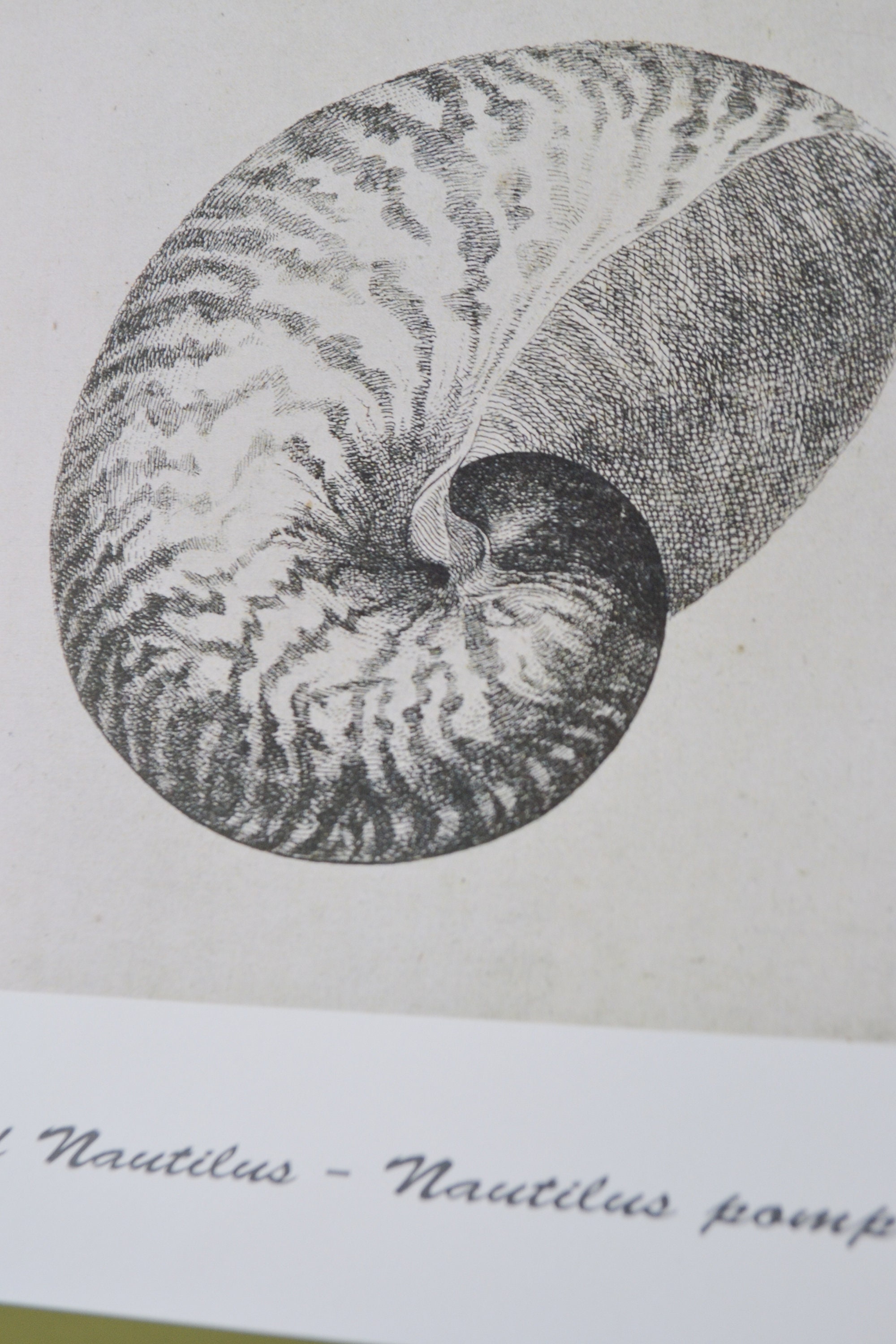 Nautilus Shell Art Print Framed Vintage Nautilus Print | Etsy