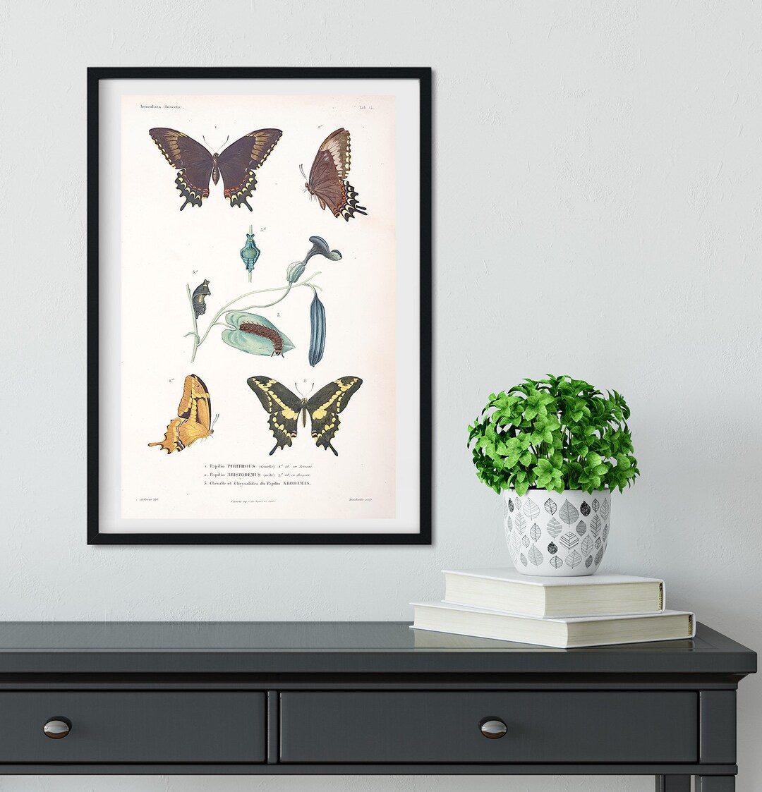 Framed Vintage Butterfly Print Natural History Scientific - Etsy