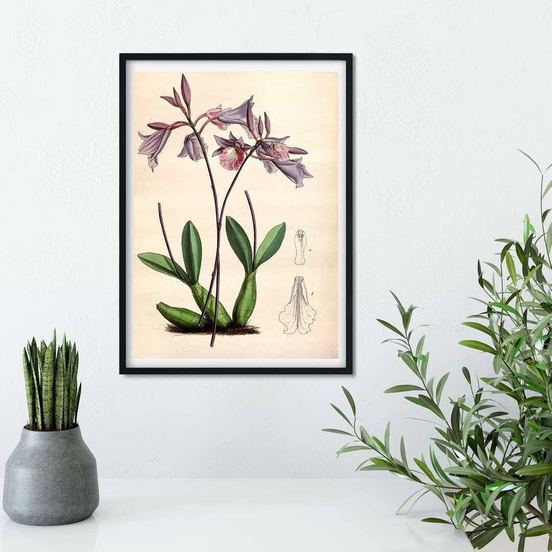 Purple Orchid Wall Art Botanical Print Frame, Framed Print of Orchid ...
