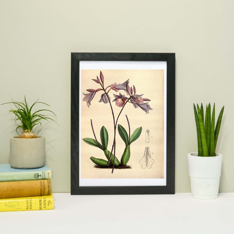 Purple Orchid Wall Art Botanical Print Frame, Framed Print of Orchid ...
