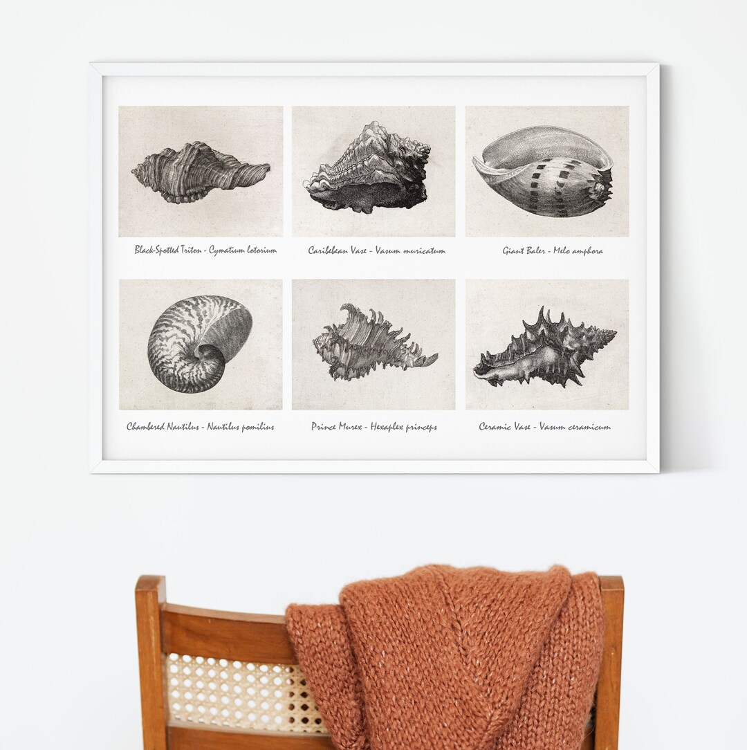 Framed Nautical Antique Shell Art Print, 1645 Vintage Drawing Seashell ...
