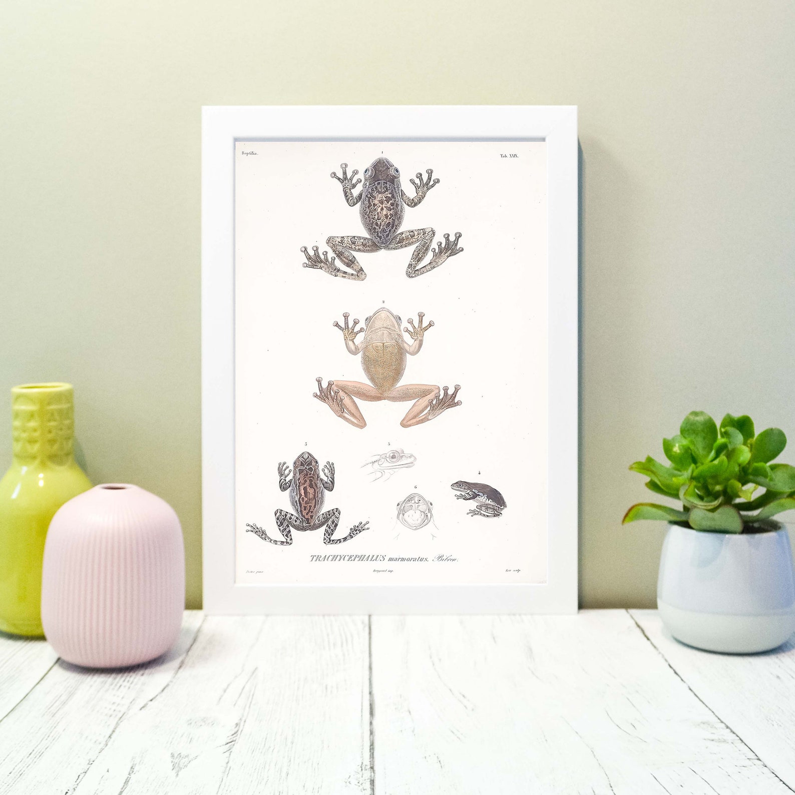 Framed Antique Toad Print Nature Illustration Print - Etsy