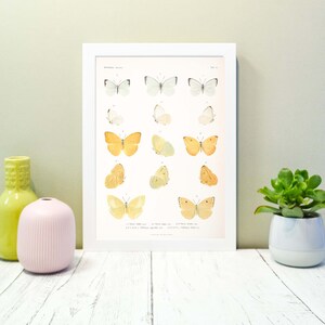 Vintage Butterfly Print in Frame, Natural History Scientific Biology ...