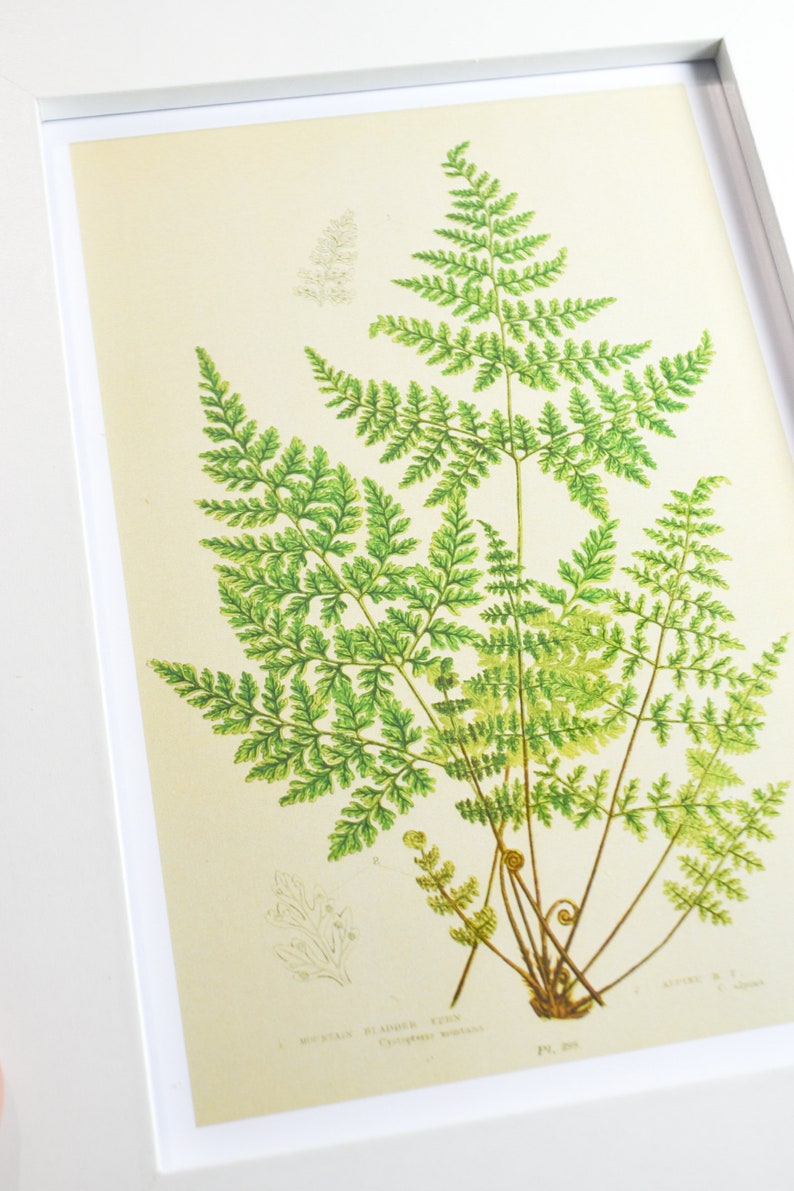 Framed Antique Fern Print Antique Botanical Fern Art Print - Etsy UK