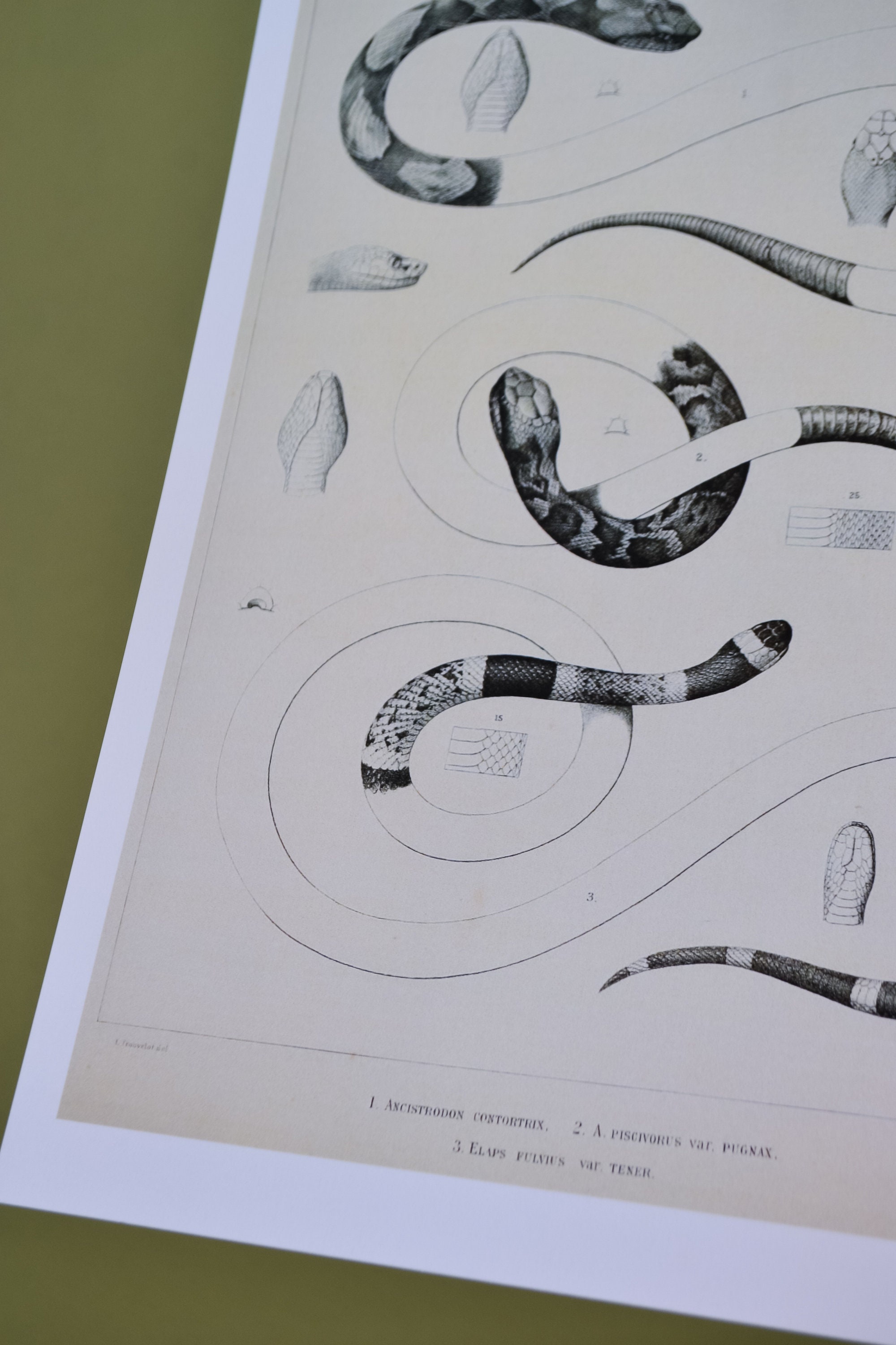 Set of 3 Framed Vintage Snake Prints, Natural History Scientific Art ...