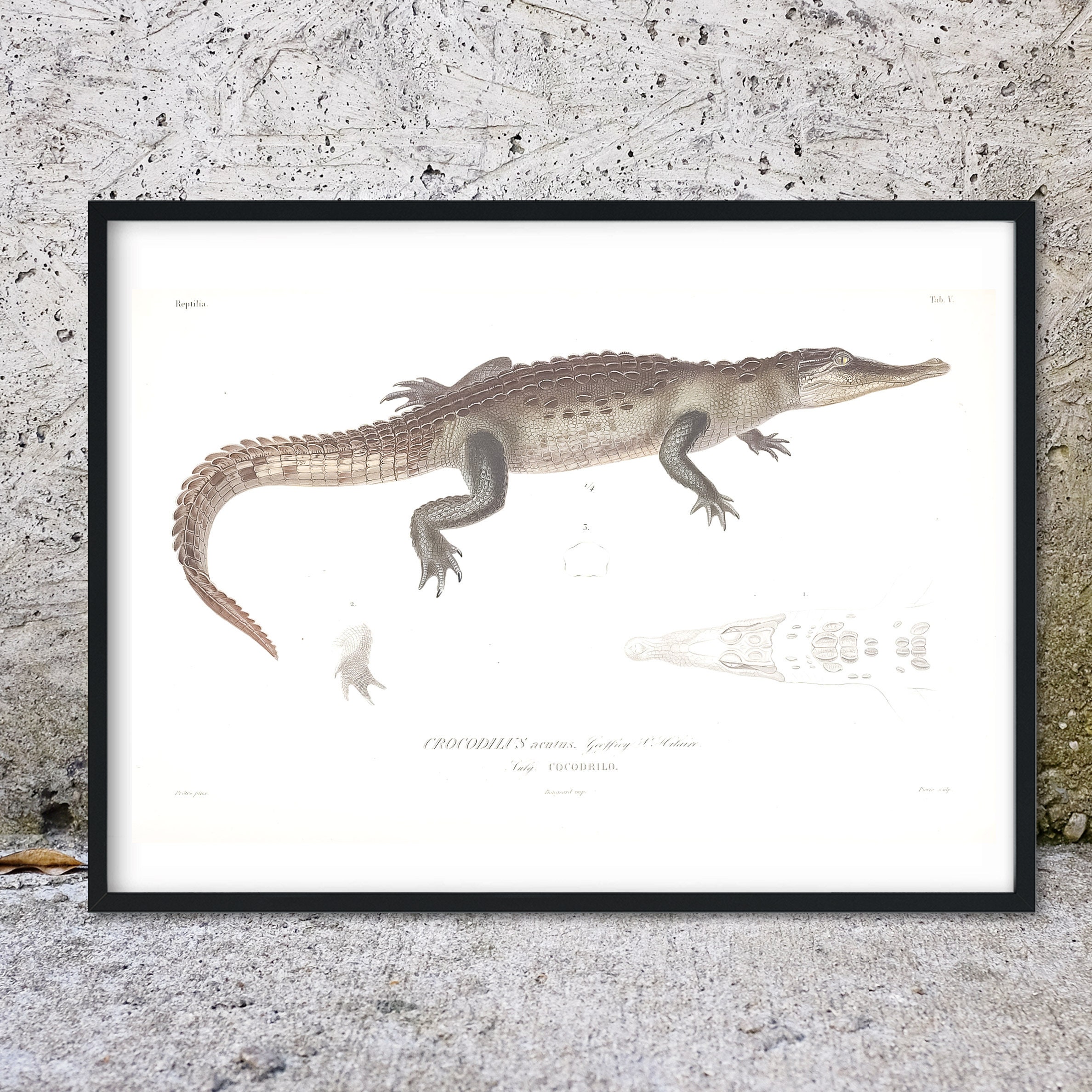 Framed Crocodile antique print scientific drawing biology | Etsy