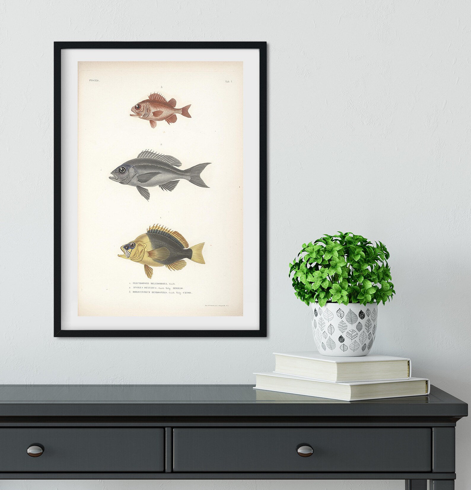 Framed Antique Fish Print Scientific biology fish | Etsy