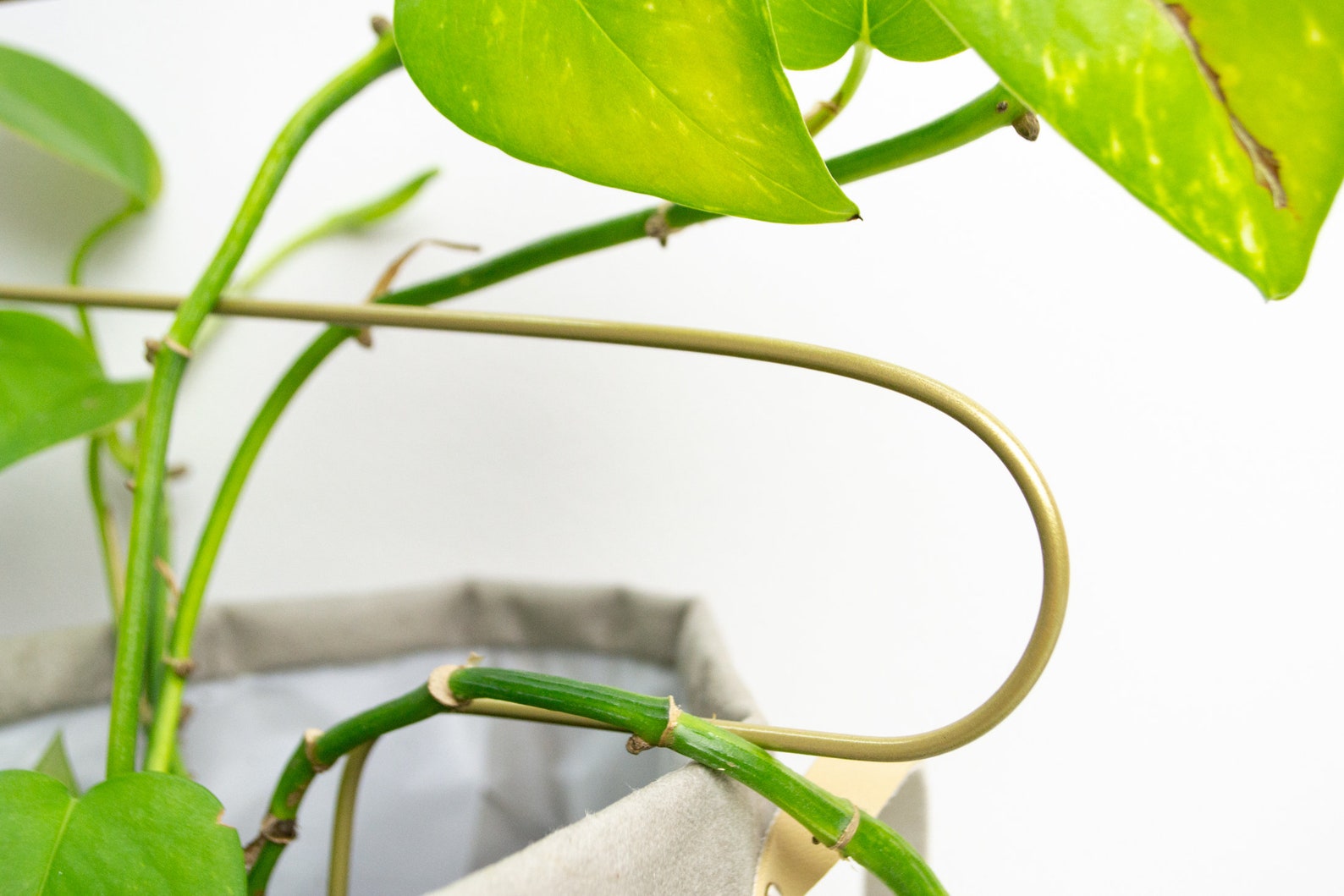 Curved Plant Support Indoor Plant Stake, Indoor Metal Trellis for Stem ...