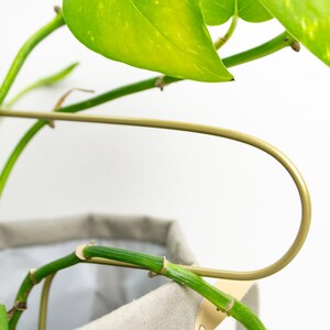 Curved Plant Support Indoor Plant Stake, Indoor Metal Trellis for Stem ...