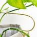 Curved Plant Support Indoor Plant Stake, Indoor Metal Trellis for Stem ...