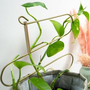 Curved Plant Support Indoor Plant Stake, Indoor Metal Trellis for Stem ...